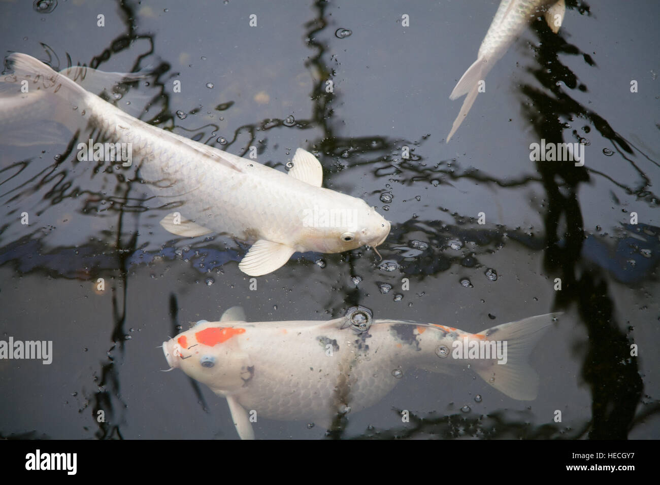 Poissons blancs Banque de photographies et d’images à haute résolution ...