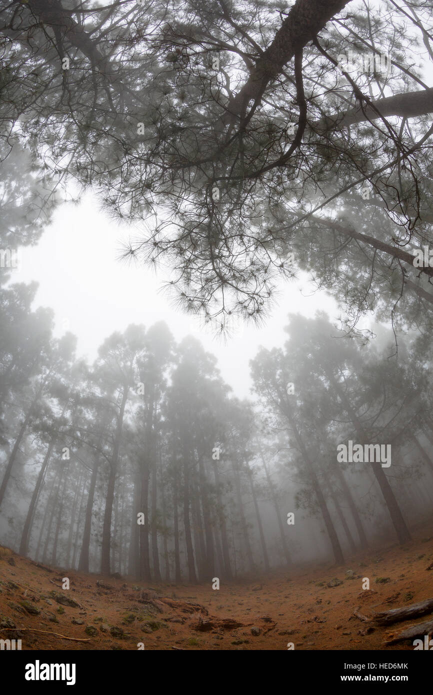 Canary island pine pinus canariensis Banque de photographies et d ...