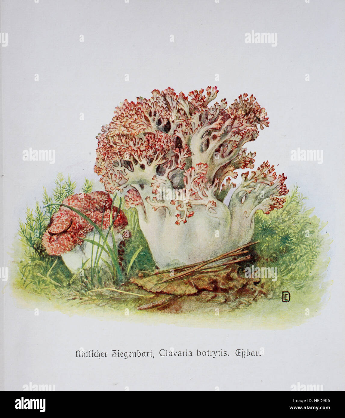 Clavaria botrytis Banque de photographies et d’images à haute ...