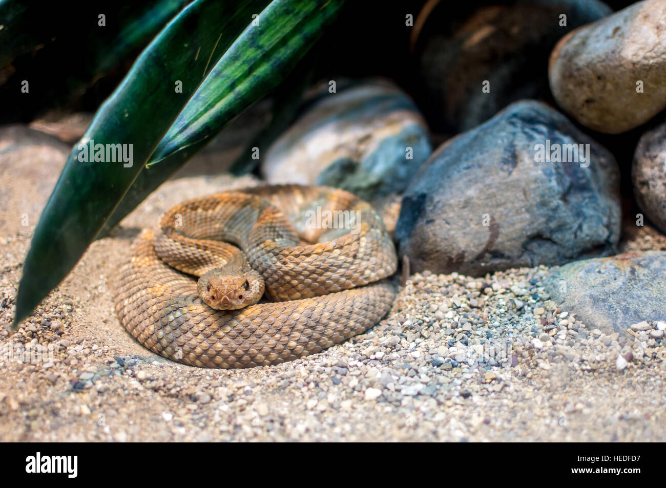Frozen zoo Banque de photographies et d’images à haute résolution - Alamy