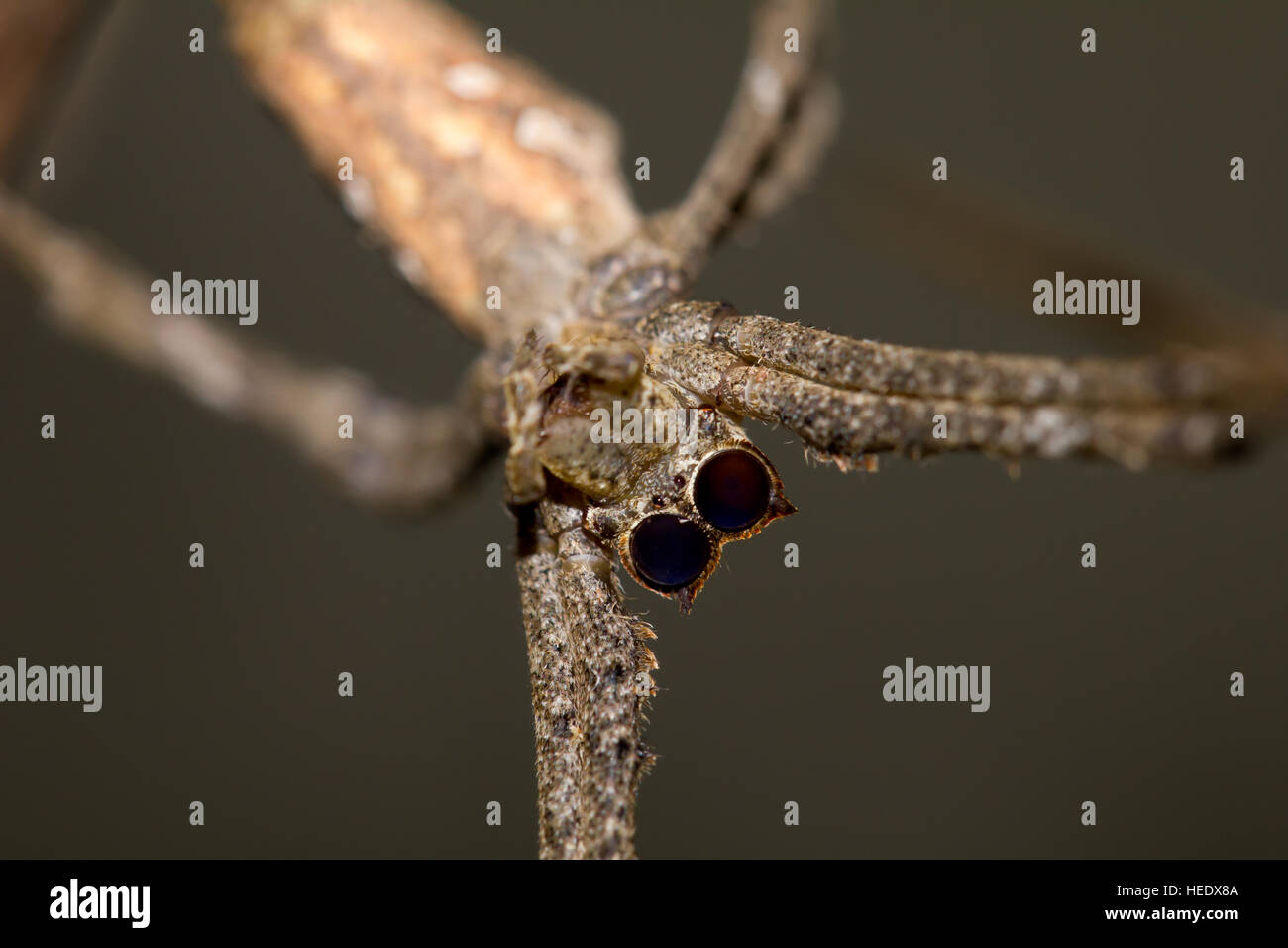Ogre faced spider Banque de photographies et d’images à haute ...