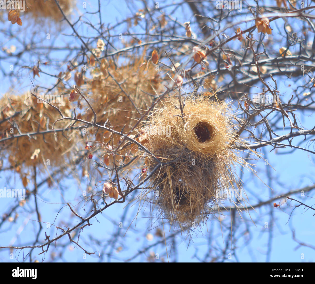 Des nids d'oiseaux dans des arbres Banque de photographies et d’images ...