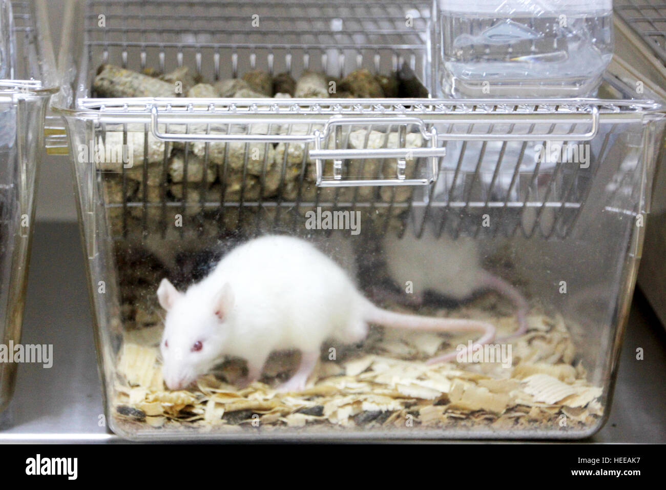 Animal experimentation Banque de photographies et d’images à haute ...
