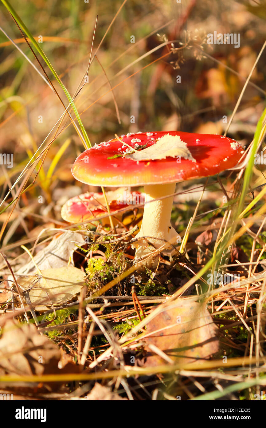 Amanita muscaria, champignons vénéneux Photo Stock - Alamy