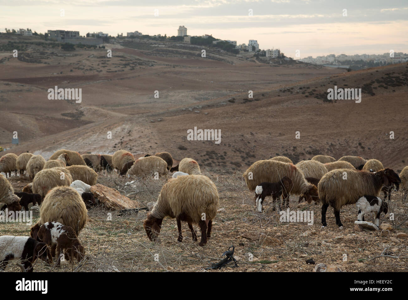 Mouton arabe Banque de photographies et d’images à haute résolution - Alamy