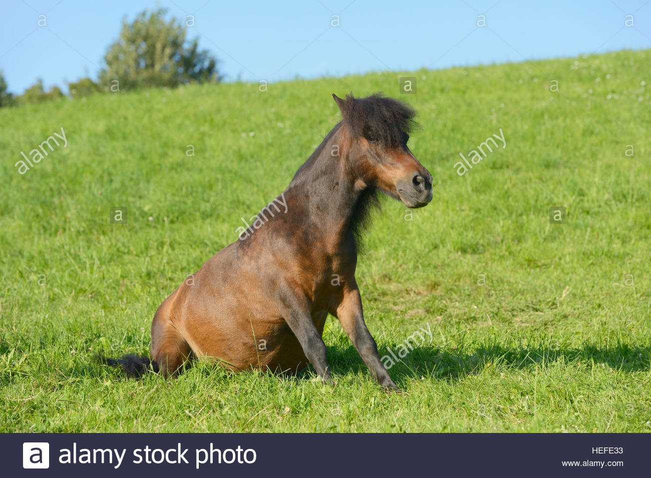 Cheval Assis Banque d'image et photos - Alamy
