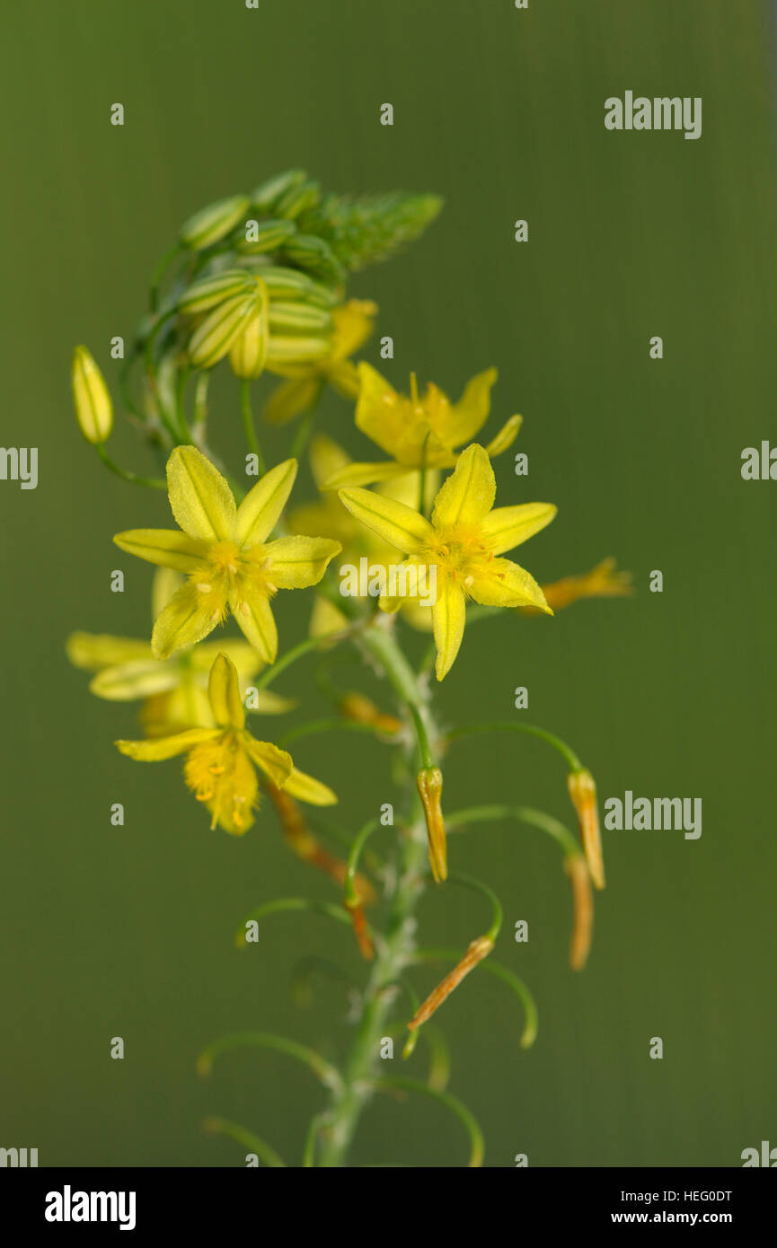 Bulbine frutescens Banque de photographies et d’images à haute ...