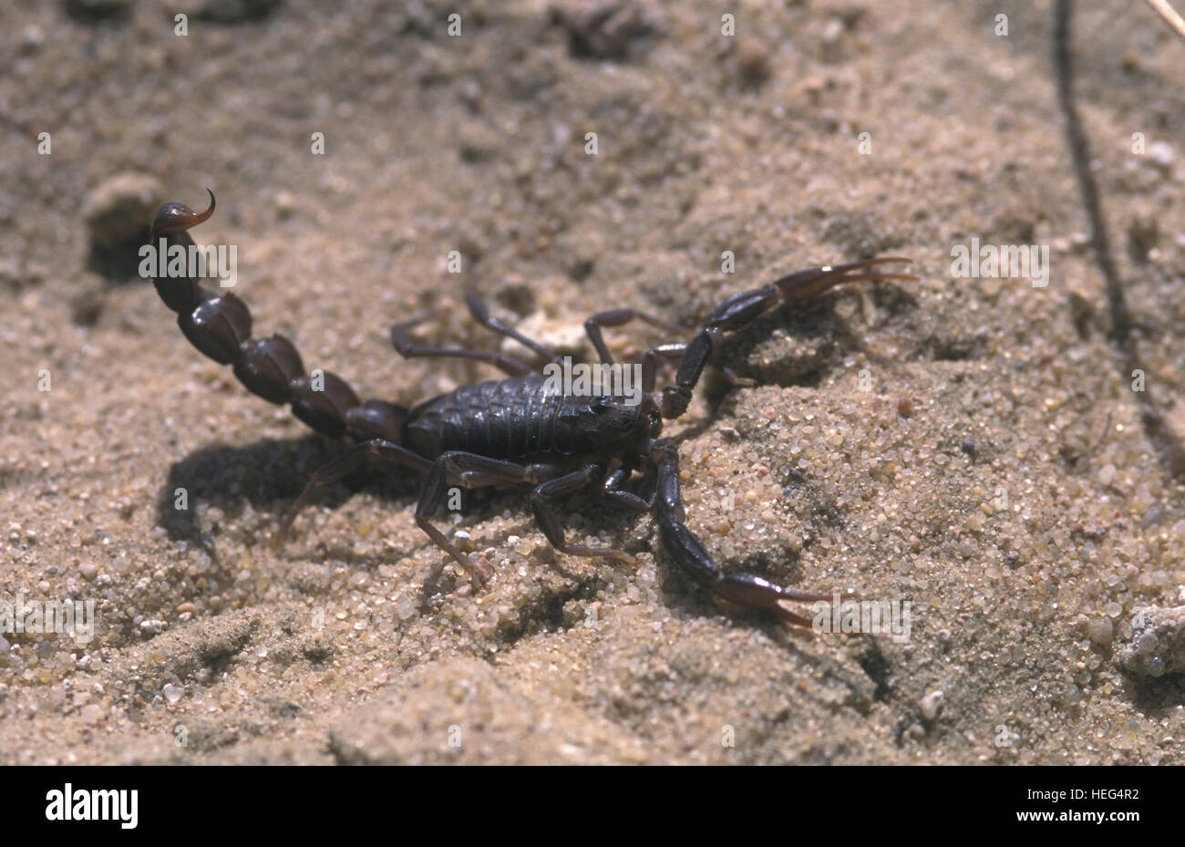 Androctonus Crassicauda Banque d'image et photos - Alamy