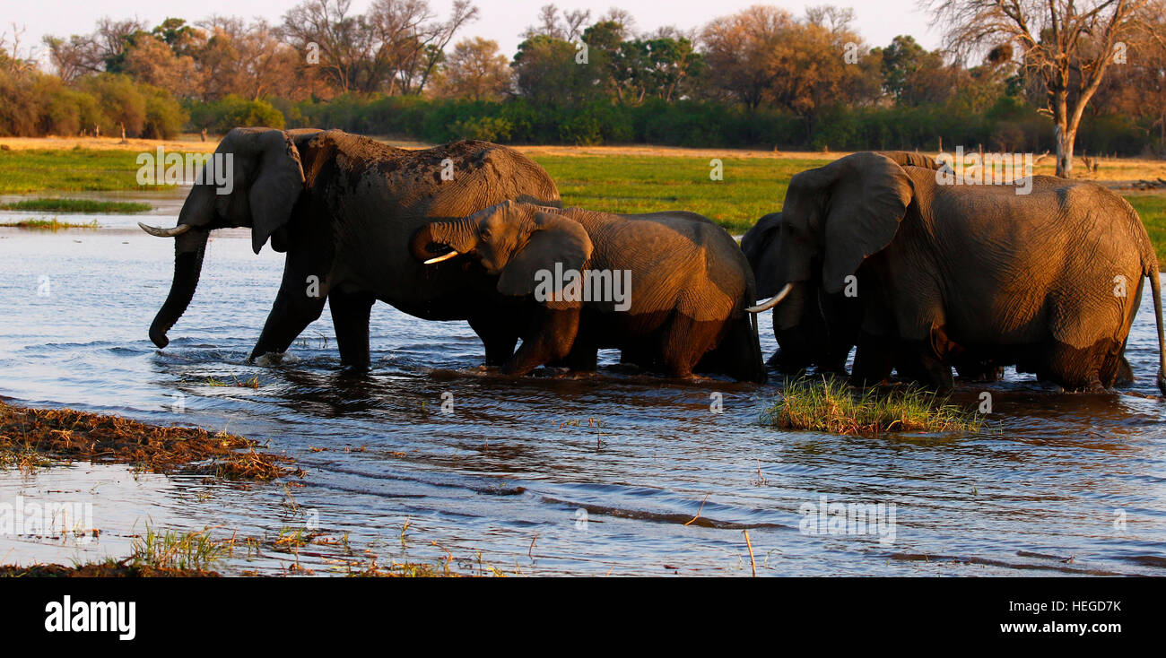 Matriarche éléphant africain avec son mignon bébé et le reste du ...