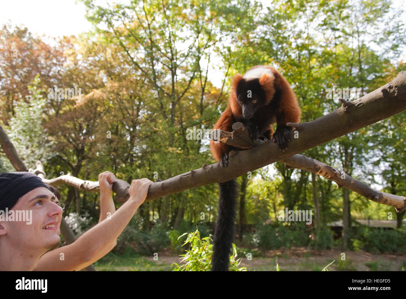 Roter varis Banque de photographies et d’images à haute résolution - Alamy