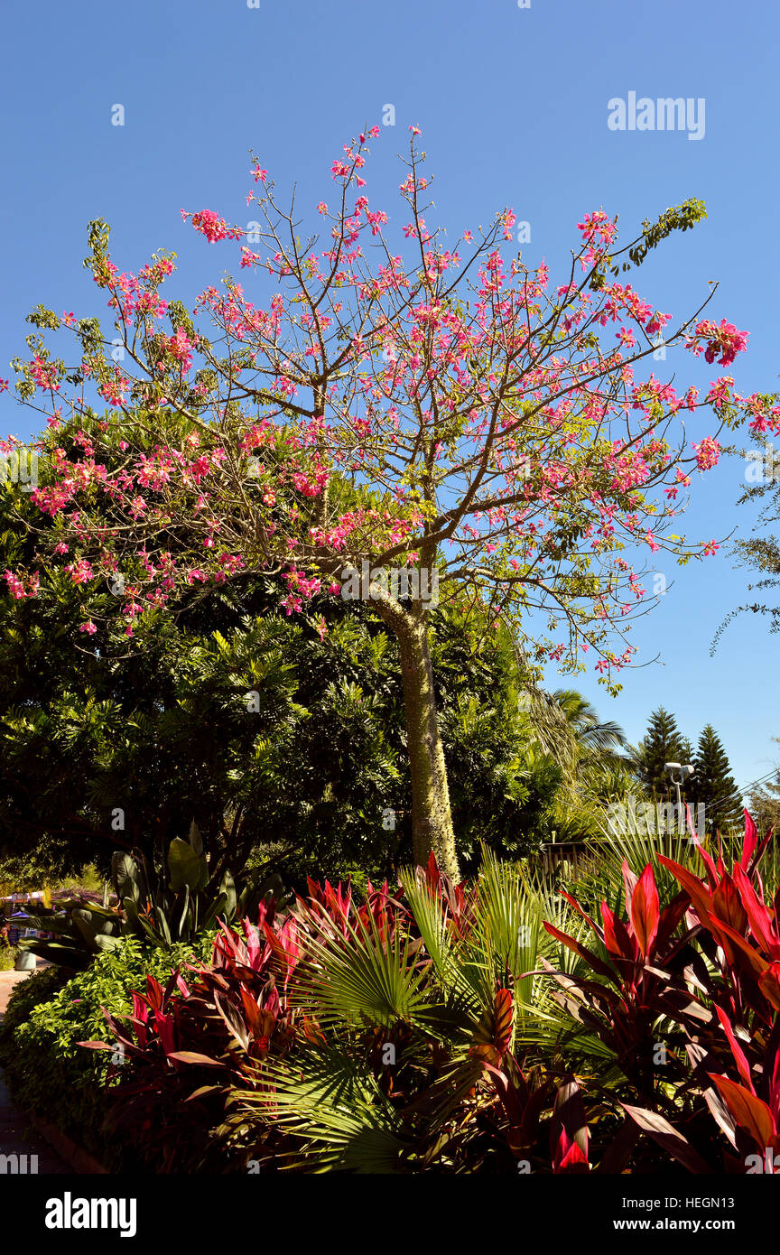 Bauhinia variegata orchid tree Banque de photographies et d’images à ...