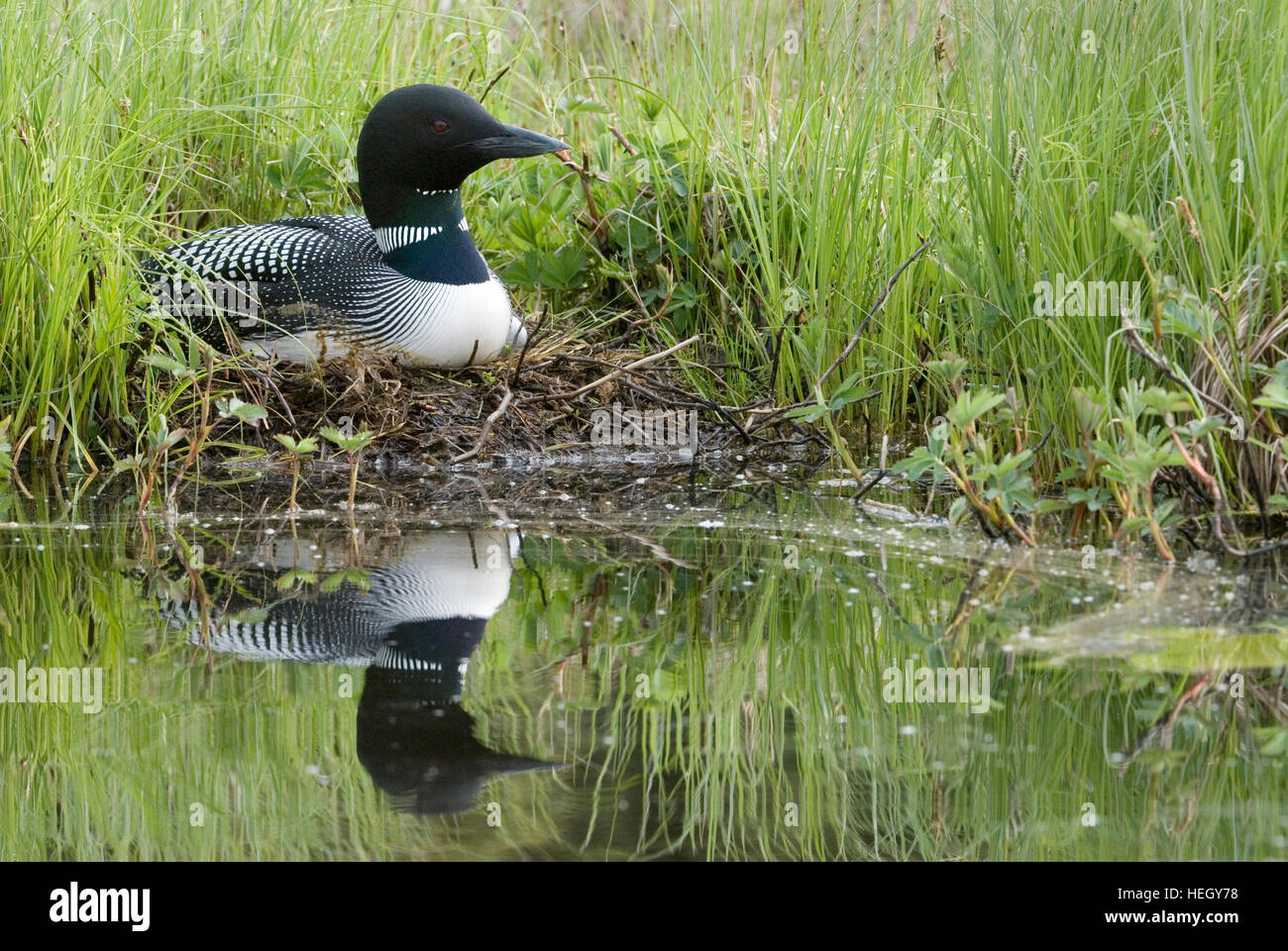 Nid de huard Banque de photographies et d’images à haute résolution - Alamy