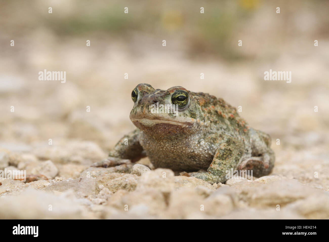 Epidalea crapaud calamite (Bufo calamita). C'est un amphibien très ...