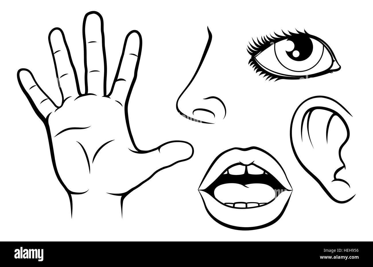 Five Senses Illustration Photos & Five Senses Illustration Images - Alamy