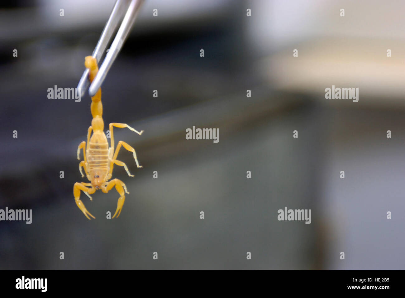 Un Androctonus Crassicauda, live ou jaune scorpion à queue grasse, s ...