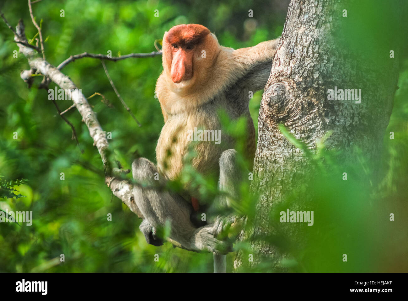 Profil proboscis singe Banque de photographies et d’images à haute ...