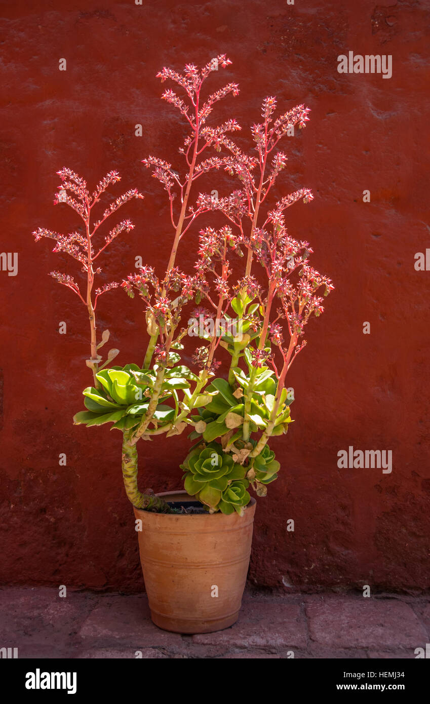 Plante en pot rouge Banque de photographies et d’images à haute ...