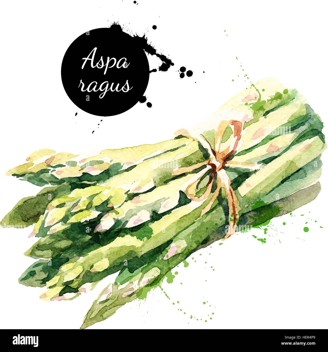 Aquarelle d'asperges. Illustration alimentaire eco isolé sur fond blanc ...