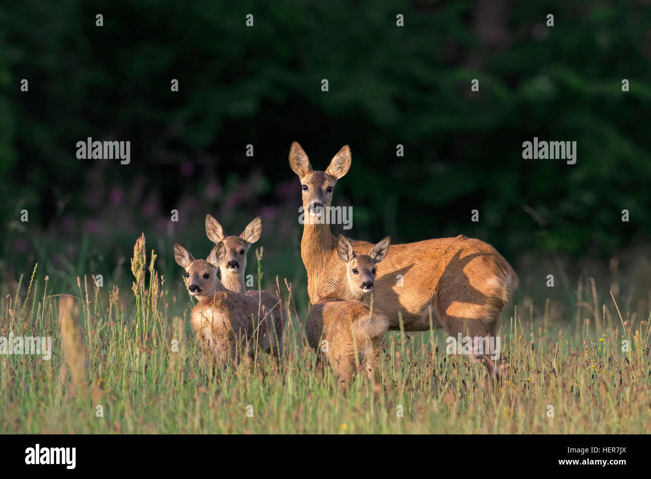 Chevreuil femelle royaume uni Banque de photographies et d’images à ...
