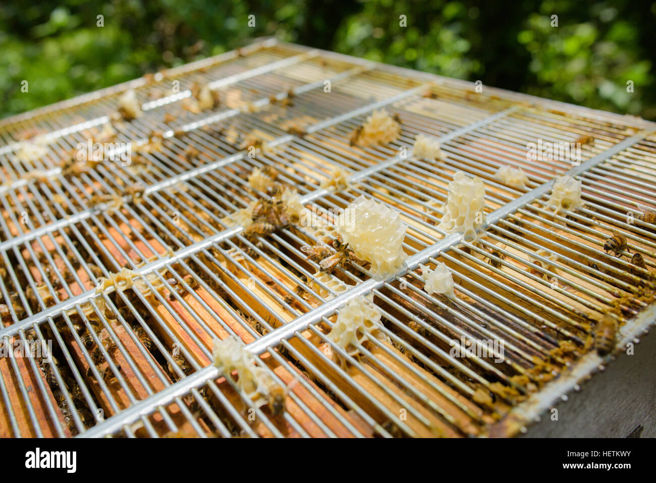 Insecte de la grille Banque de photographies et d’images à haute ...