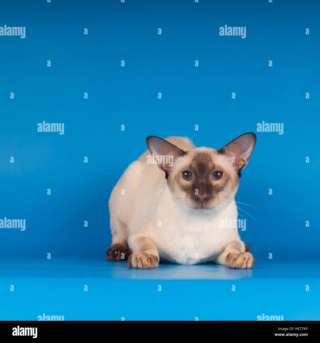 Siam cat Banque de photographies et d’images à haute résolution - Alamy