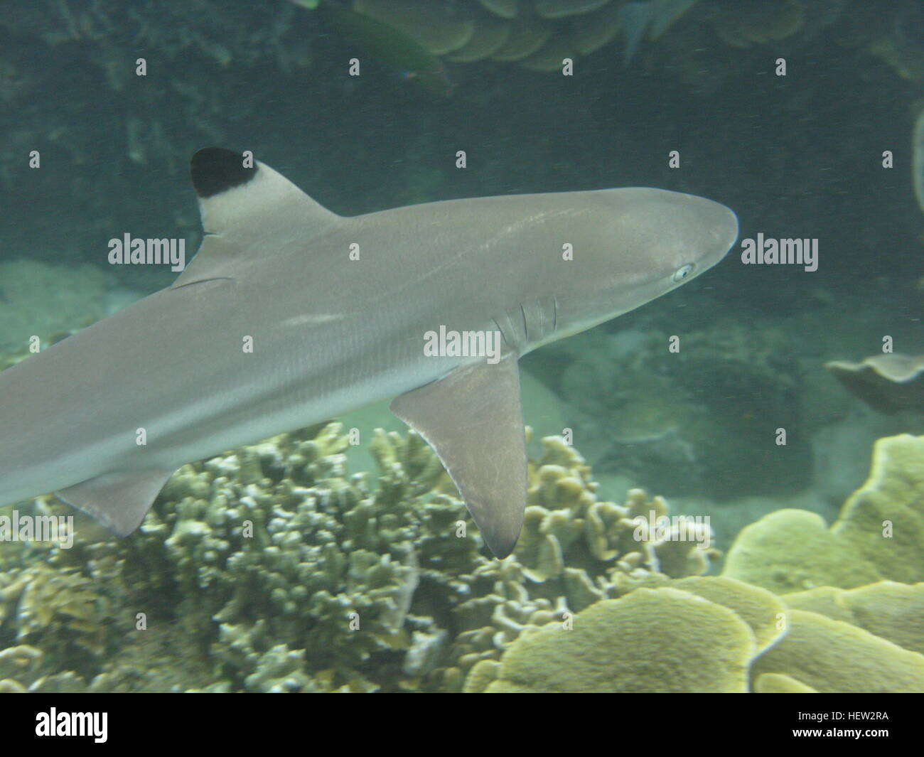 Requin à pointe noire Banque de photographies et d’images à haute ...