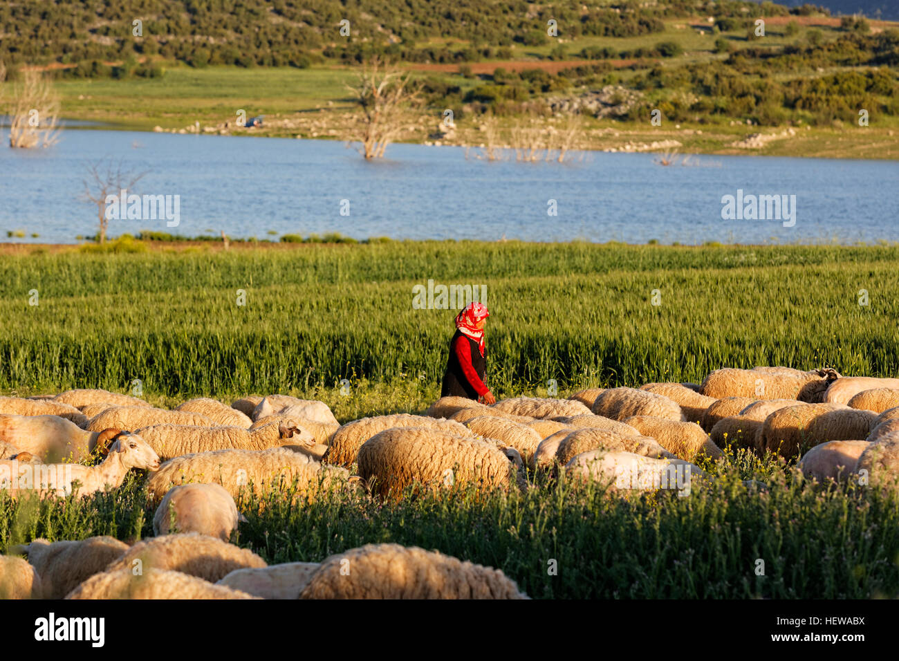 Bergers et moutons Banque de photographies et d’images à haute résolution - Alamy