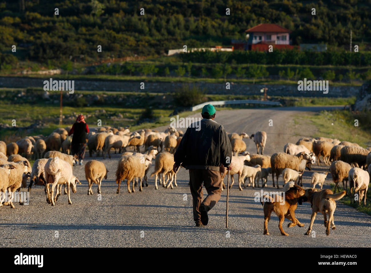 Bergers et moutons Banque de photographies et d’images à haute résolution - Alamy