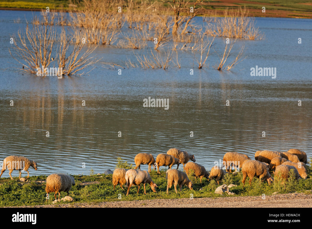 Troupeau de mouton Banque de photographies et d’images à haute résolution - Alamy