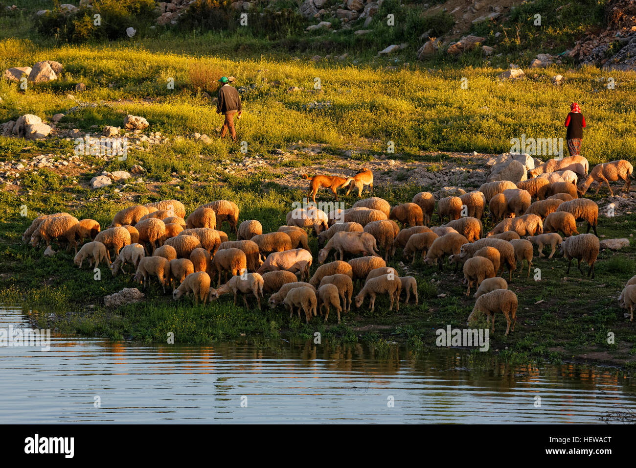 Bergers et moutons Banque de photographies et d’images à haute résolution - Page 2 - Alamy