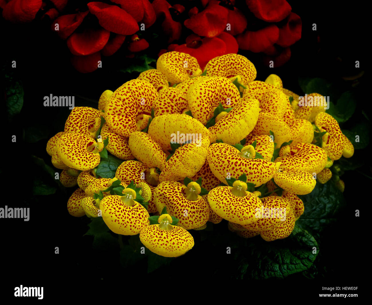 Calceolaria est connue pour ses fleurs uniques qui ressemblent à une ...