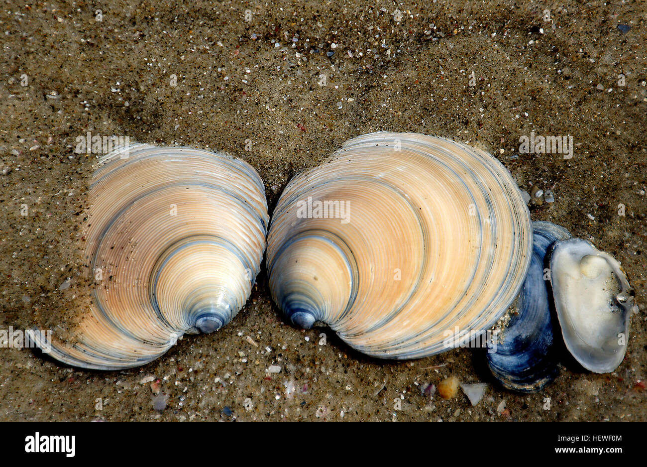 Dosinia anus ringed venus shell Banque de photographies et d’images à ...