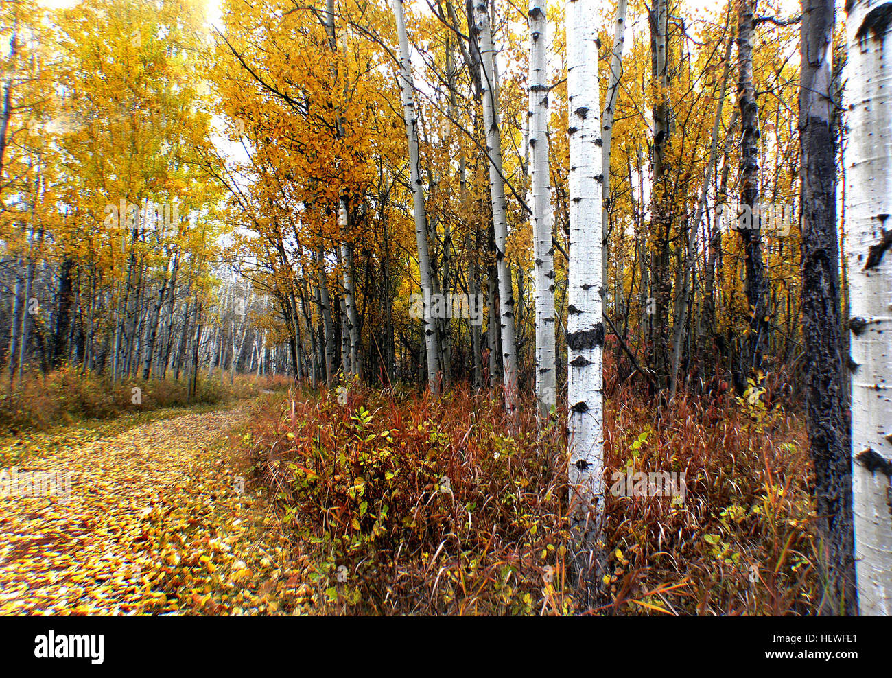 Sikome lake Banque de photographies et d’images à haute résolution - Alamy