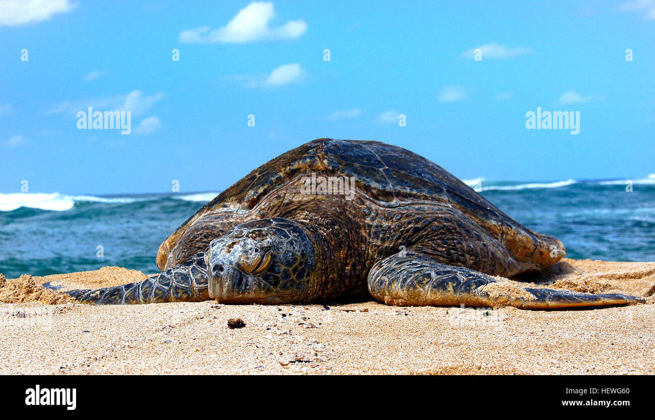 Les tortues vertes sont trouvés partout dans le monde, principalement ...