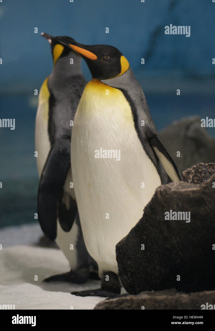 Le manchot royal, originaire de l'hémisphère sud, se trouve à Sea World ...