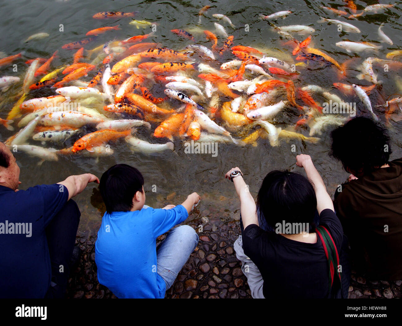 Koi keeping Banque de photographies et d’images à haute résolution - Alamy
