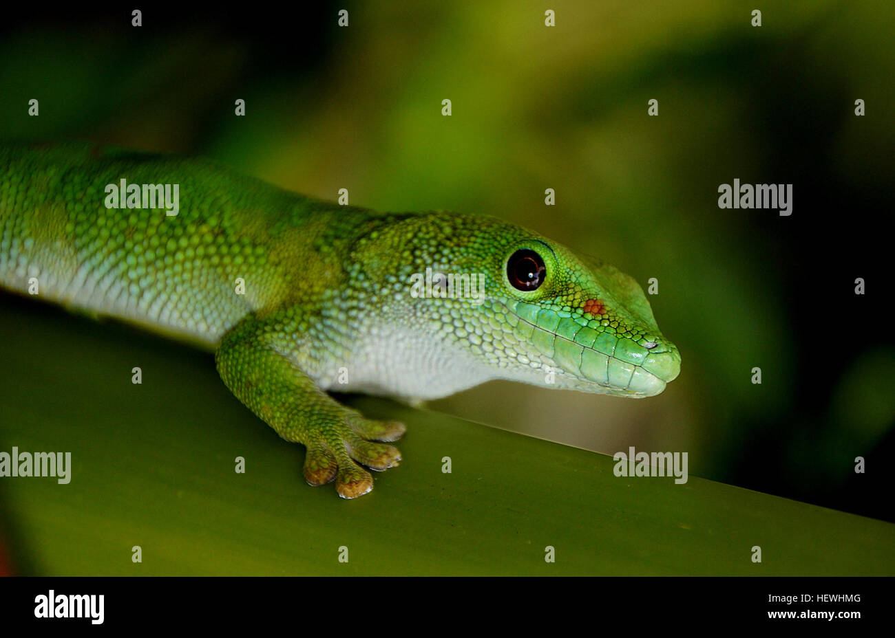 Giant day geckos Banque de photographies et d’images à haute résolution ...