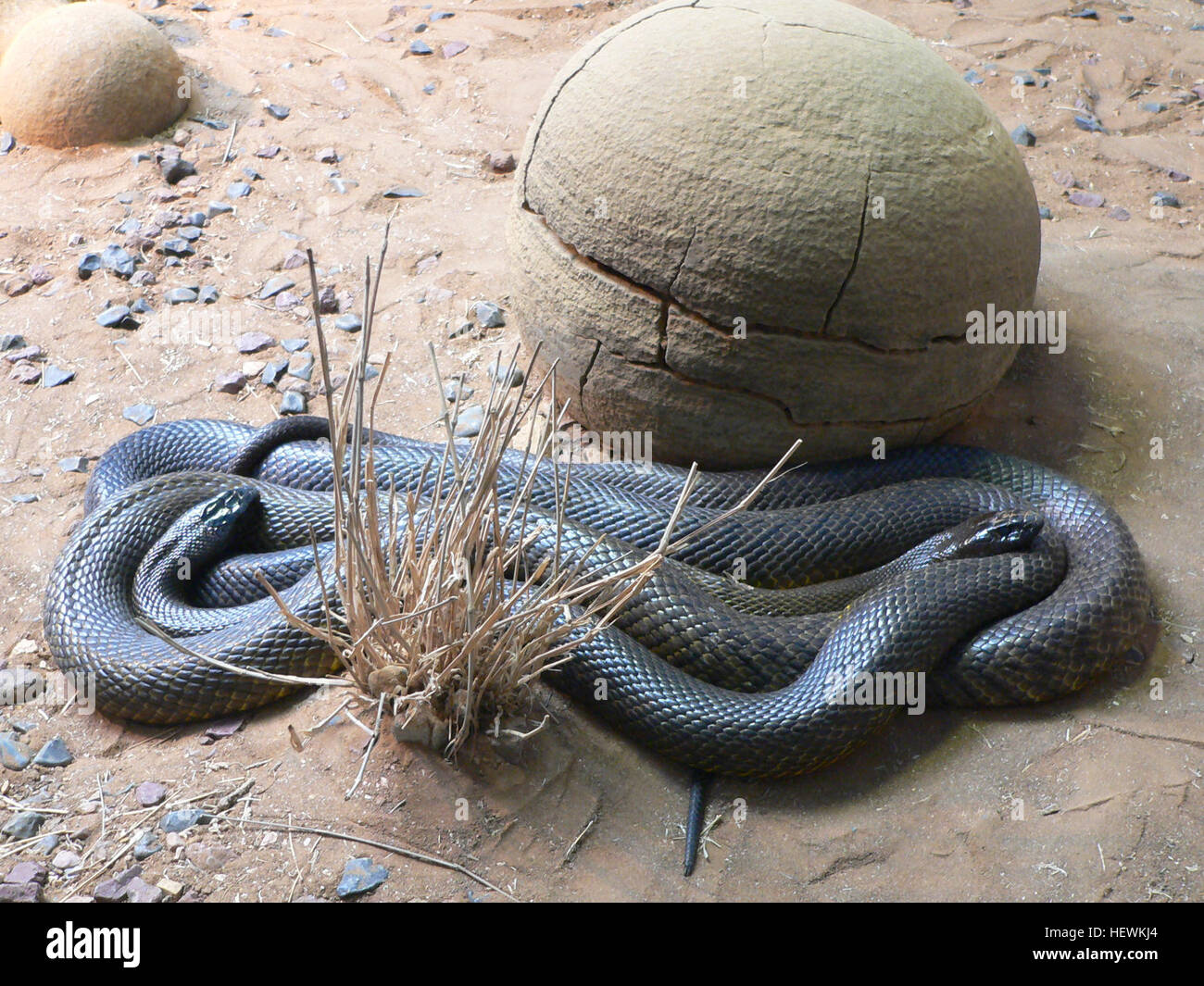 Couleuvre noire ventre rouge Banque de photographies et d’images à ...