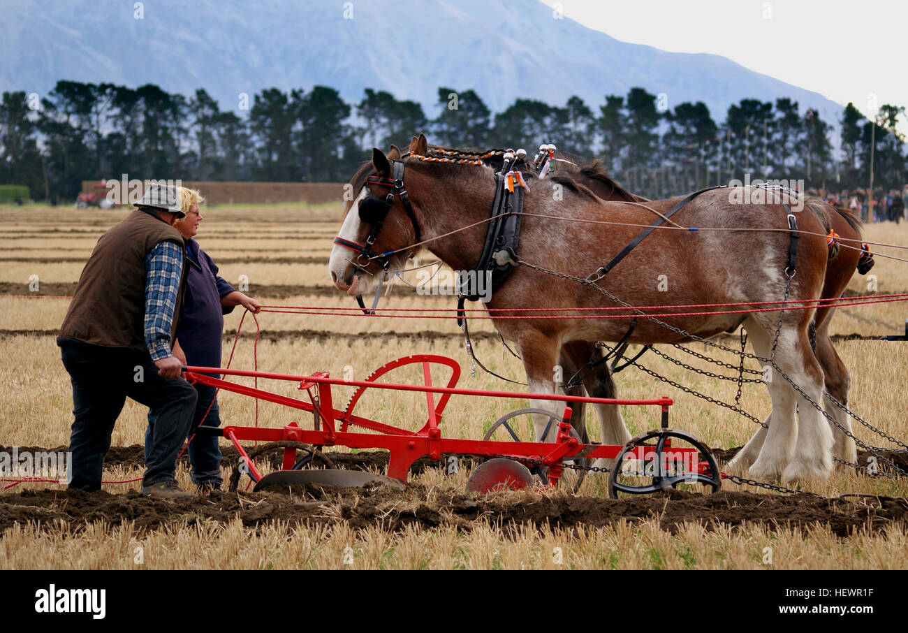 Labour de cheval de trait Banque de photographies et d’images à haute ...
