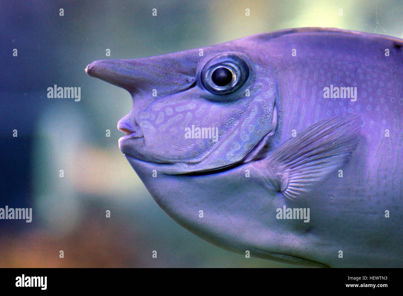 Poisson licorne blanc Banque de photographies et d’images à haute ...