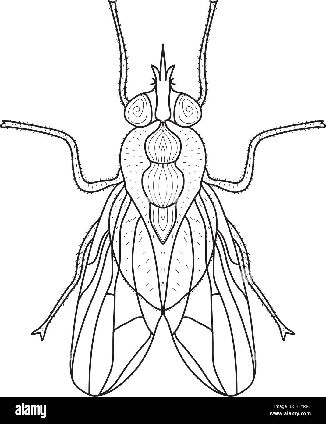 Croquis d'insectes Mouche, doodle style. Dessin au trait. Vector ...