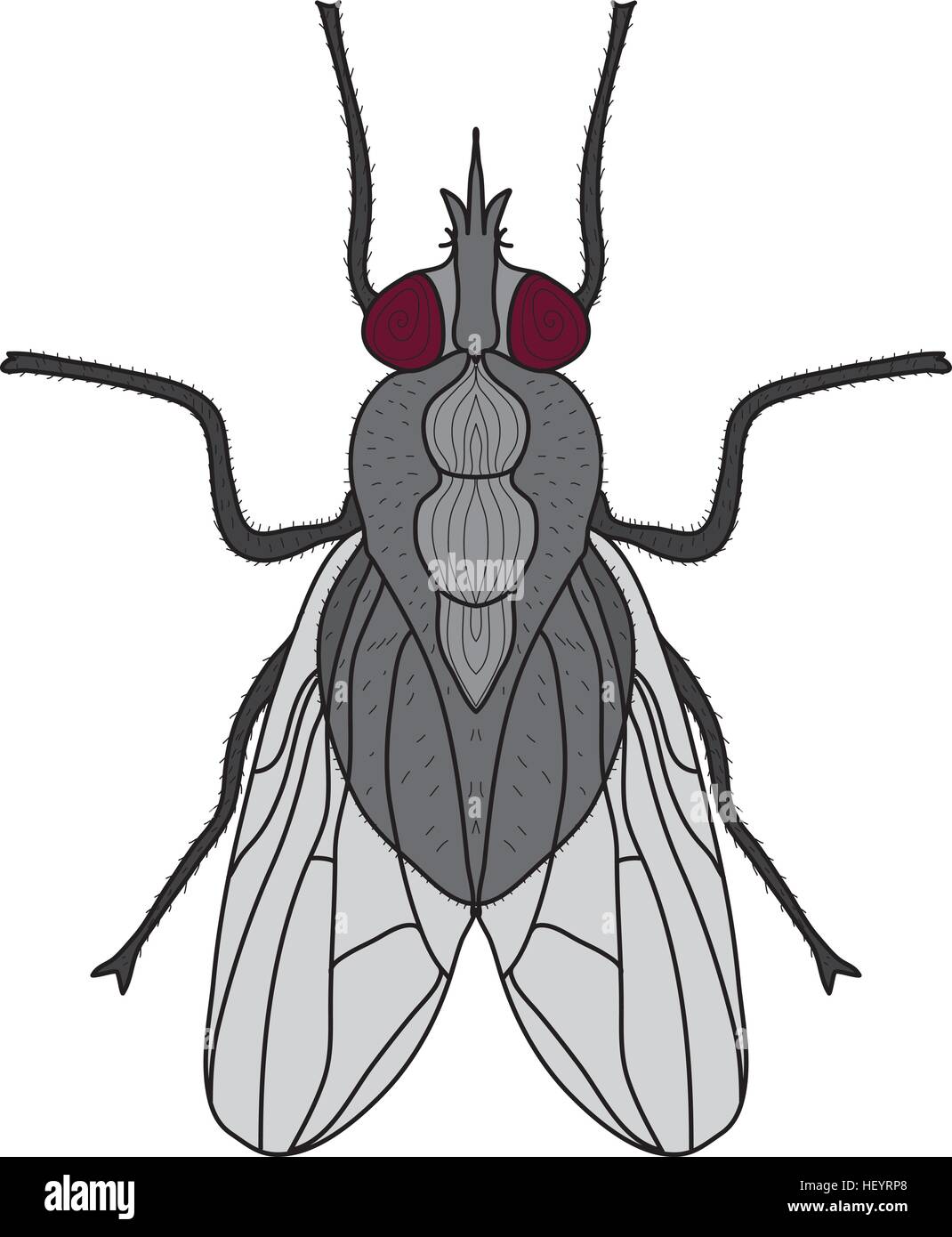 Insectes mouche. Fly isolé sur fond blanc. Vector illustration Image ...