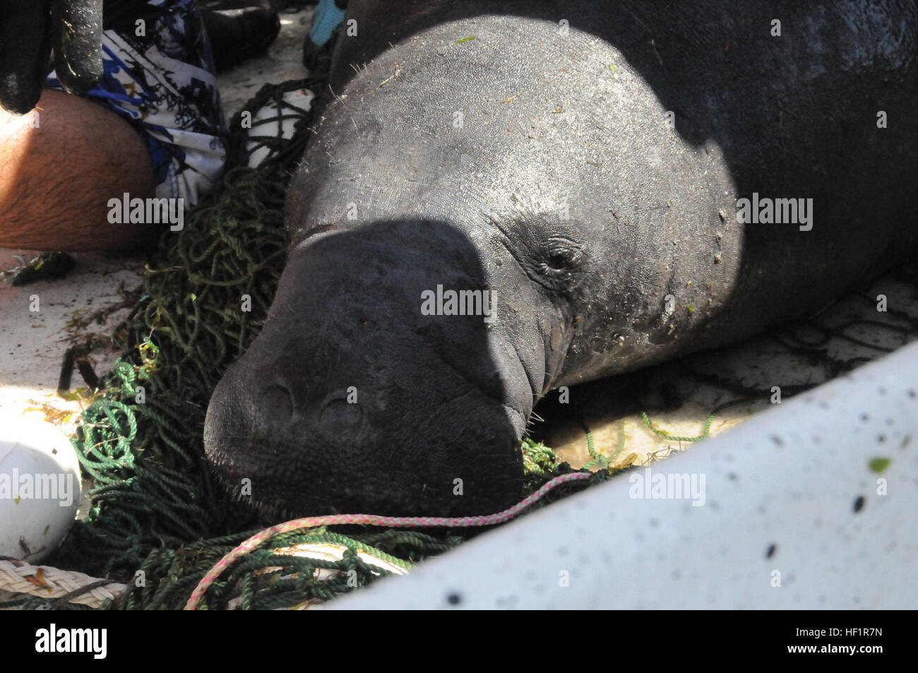 Lamantin femelle Banque de photographies et d’images à haute résolution ...