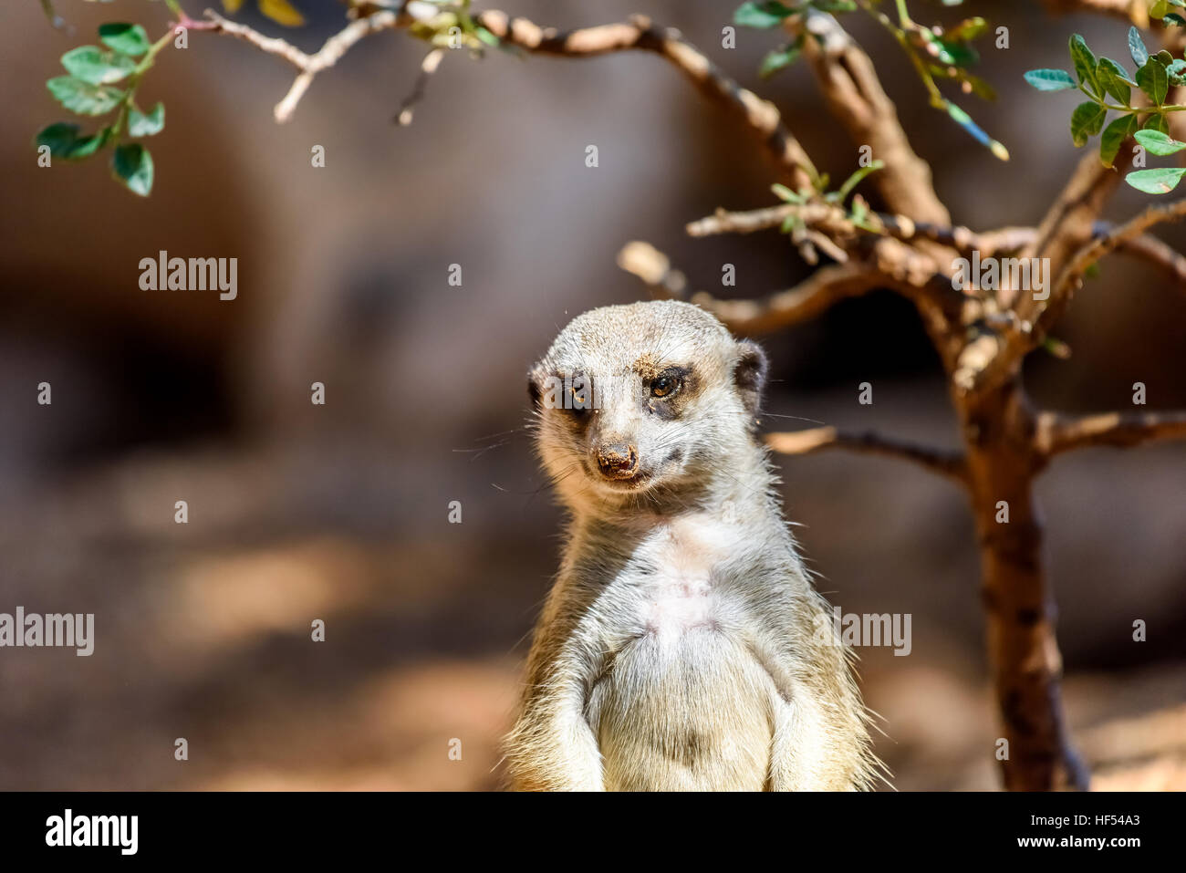 Suricate ou suricate suricata Banque de photographies et d’images à ...