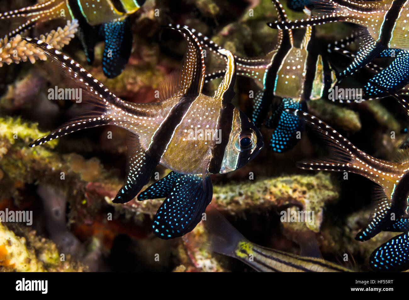 Banggai cardinal Banque de photographies et d’images à haute résolution ...