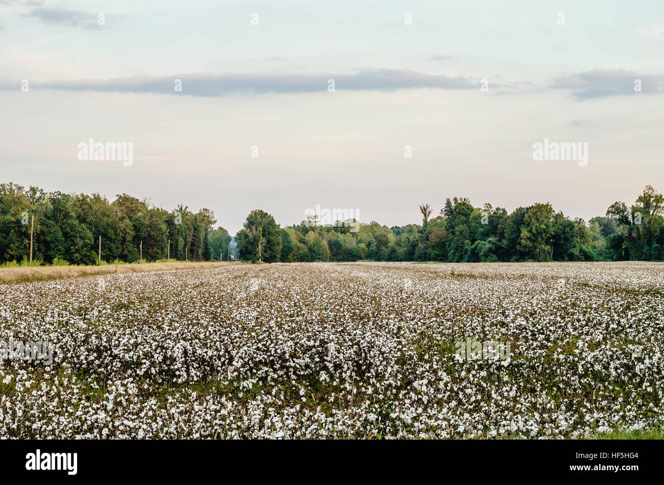 Cotton field Banque de photographies et d’images à haute résolution - Alamy