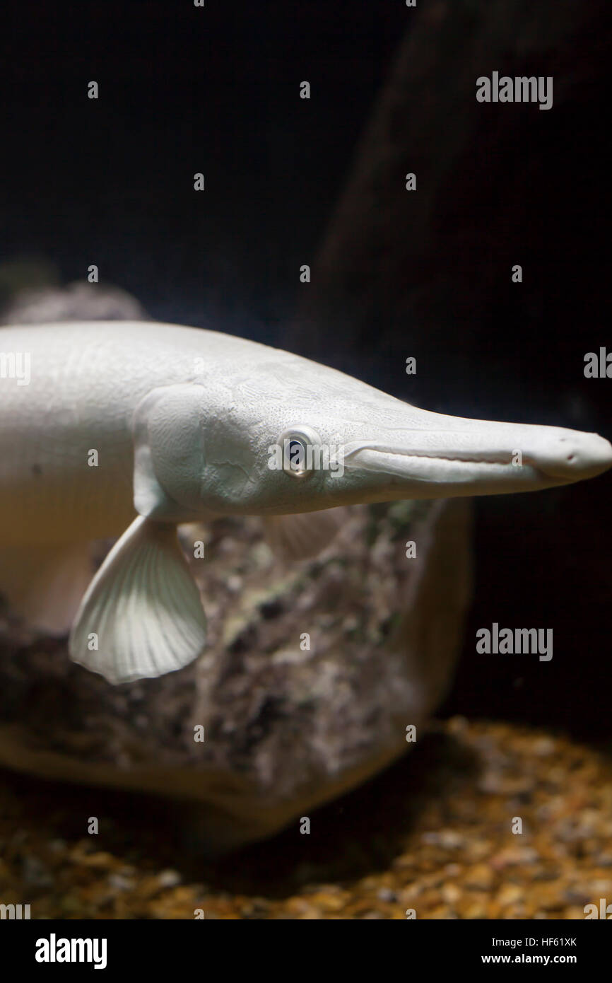 Le poisson alligator, Alligator Gar, alligator, alligator, poisson ...