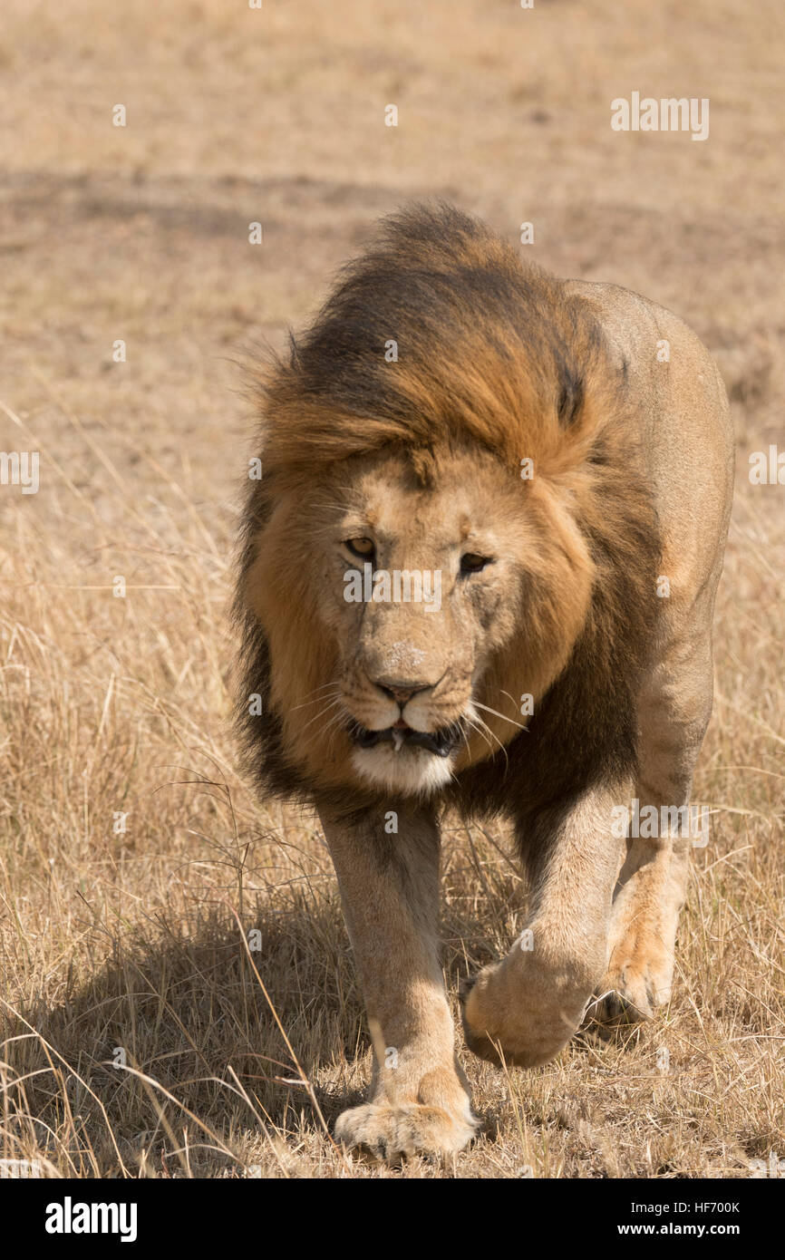Lion Qui Marche Banque d'image et photos - Alamy