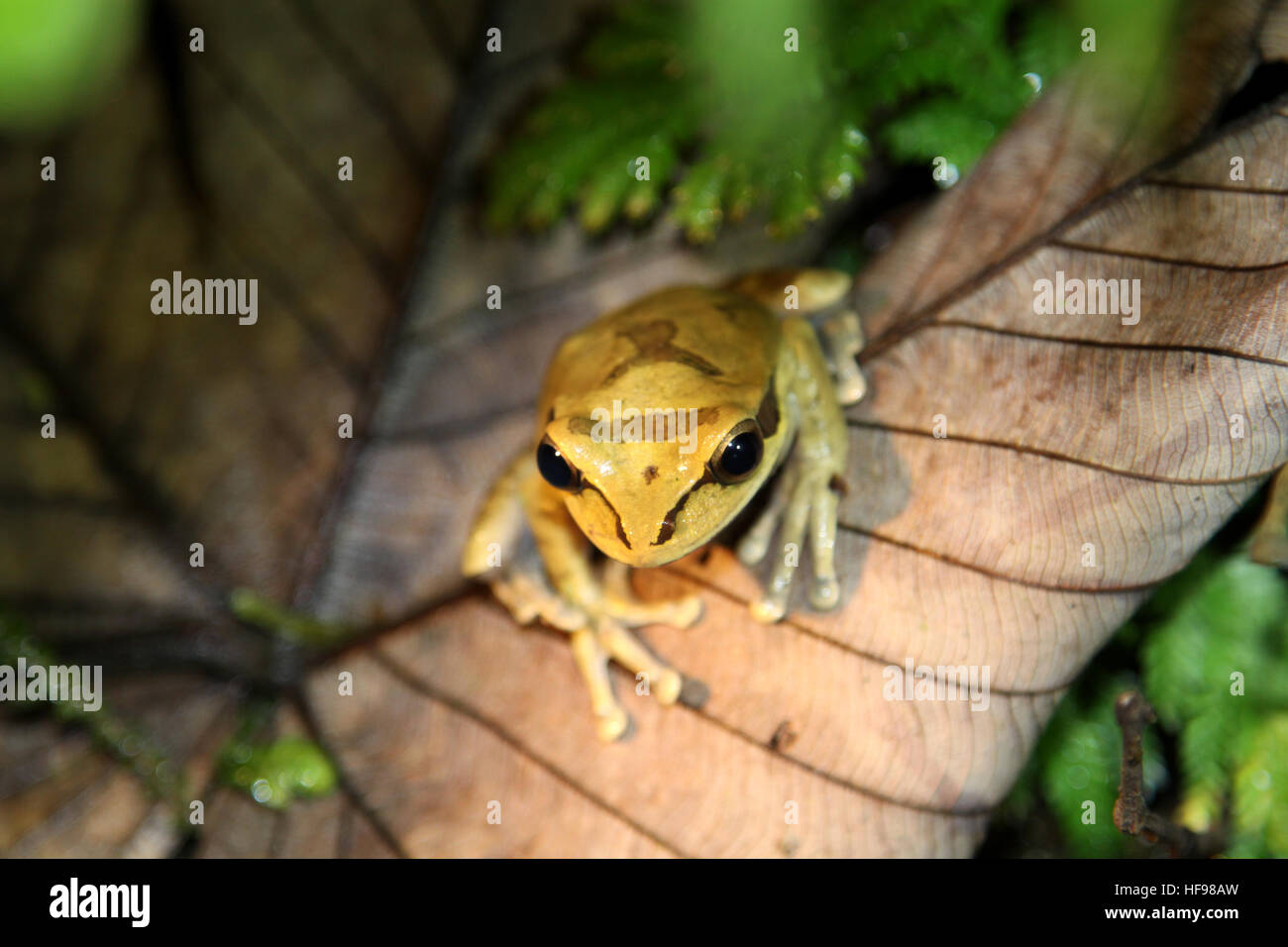 Grenouille du costa rica Banque de photographies et d’images à haute ...