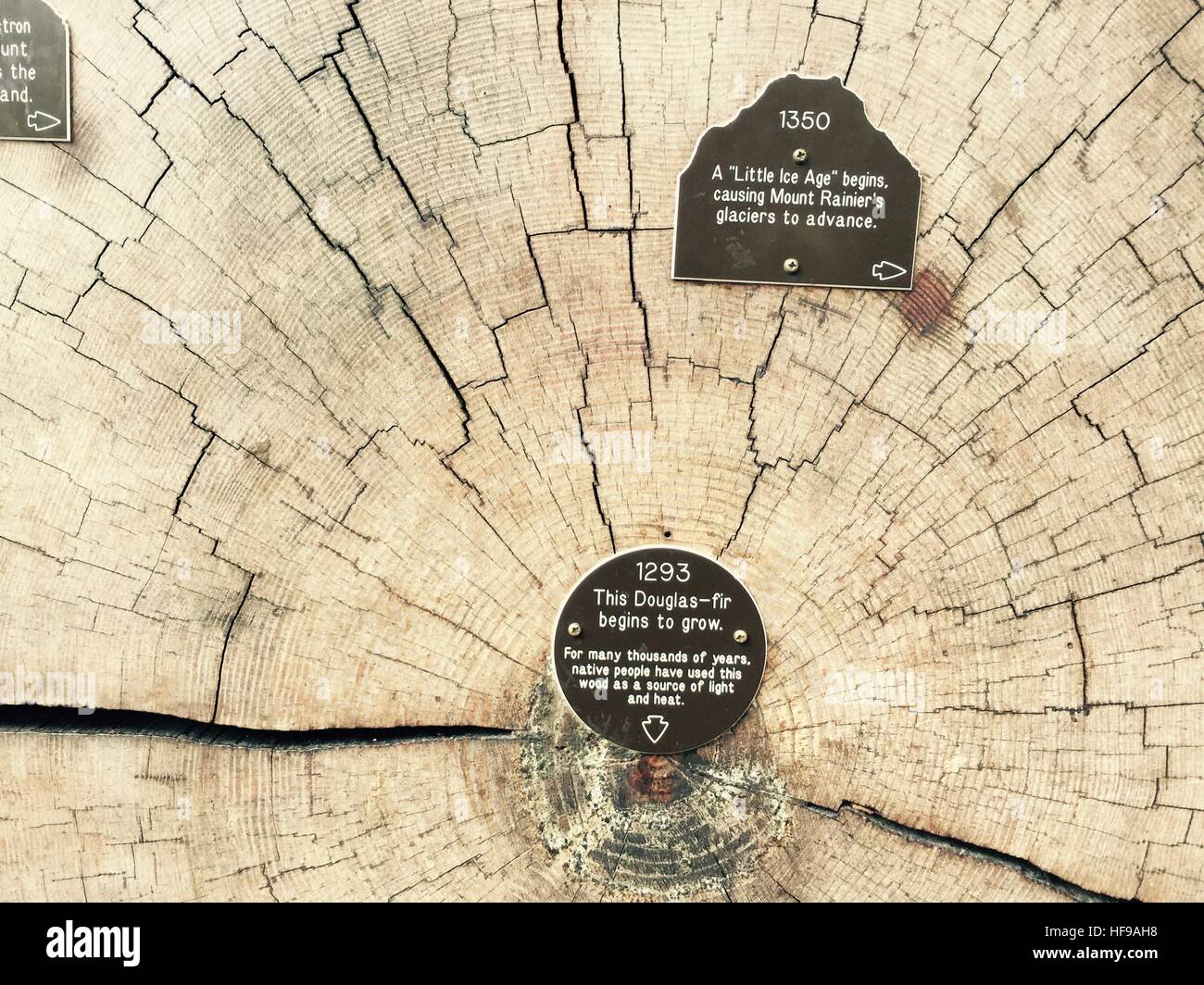 Le mont Rainier National Park : une section d'un 722-year-old tree ...